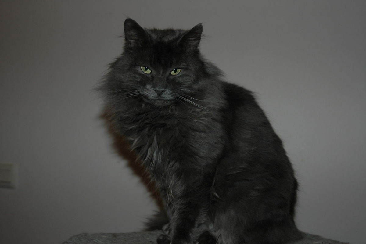 15 Black Cat Breeds For Good Luck - Inhenocha.com