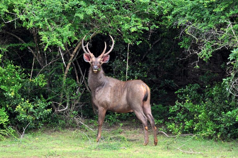 13 Types Of Deer And How To Tell The Difference - Ethawi.com