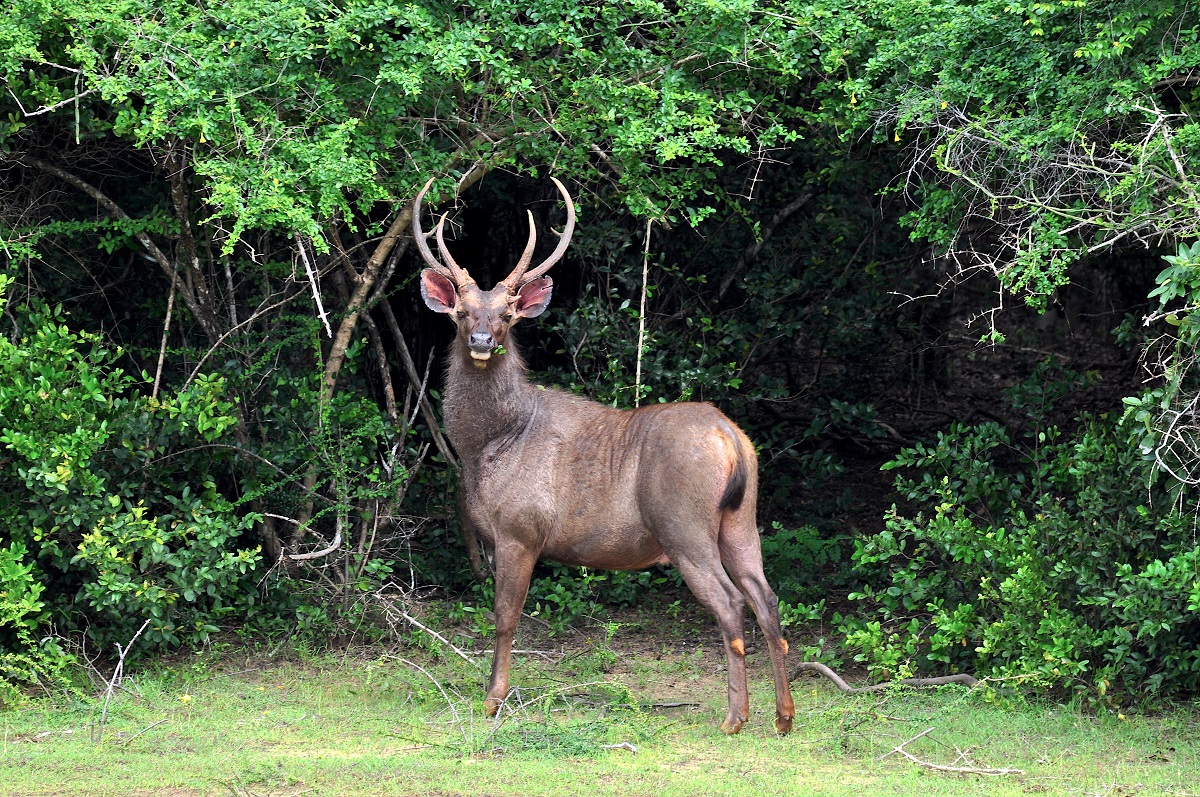 13 Types Of Deer And How To Tell The Difference - Ethawi.com