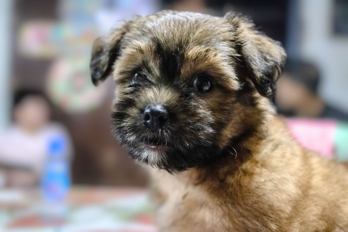 8 Types Of Shih Tzu Breeds - All You Need To Know!