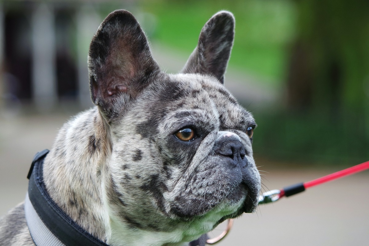21 Spotted Dog Breeds And What Makes Them Special