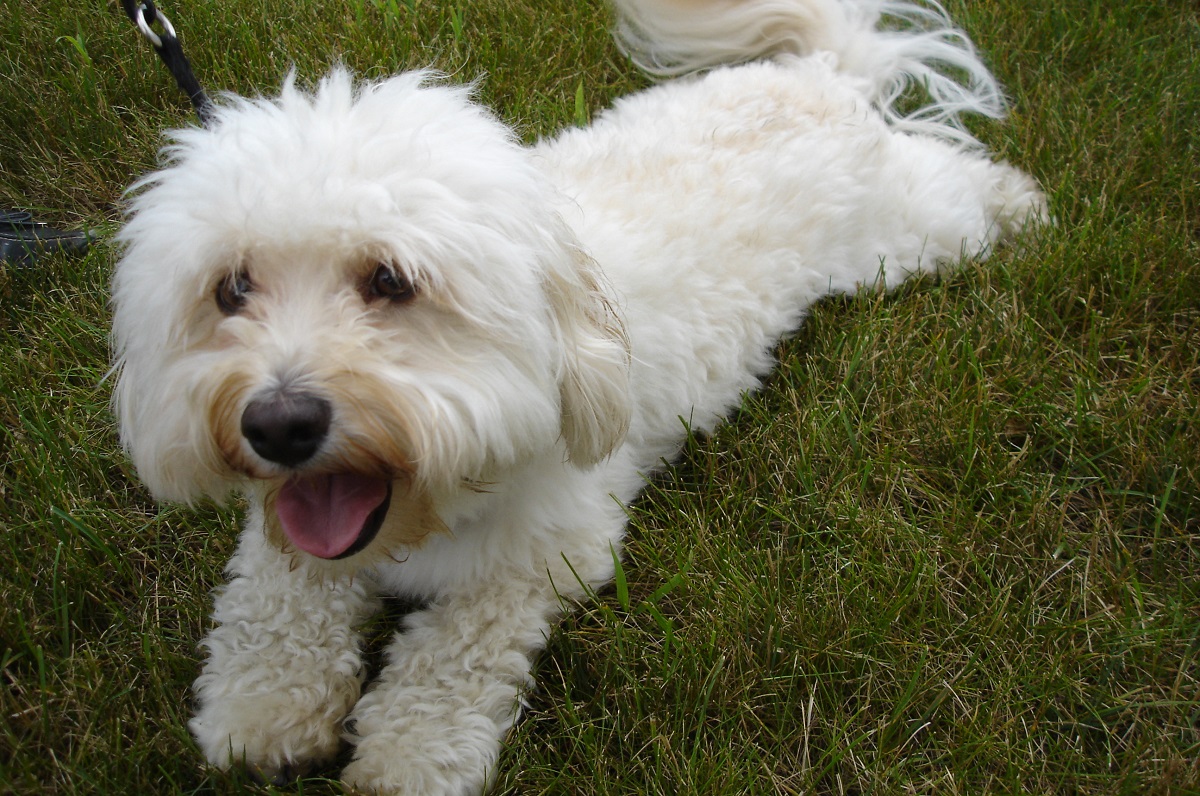 11 Calm Small Dog Breeds That Steal Hearts
