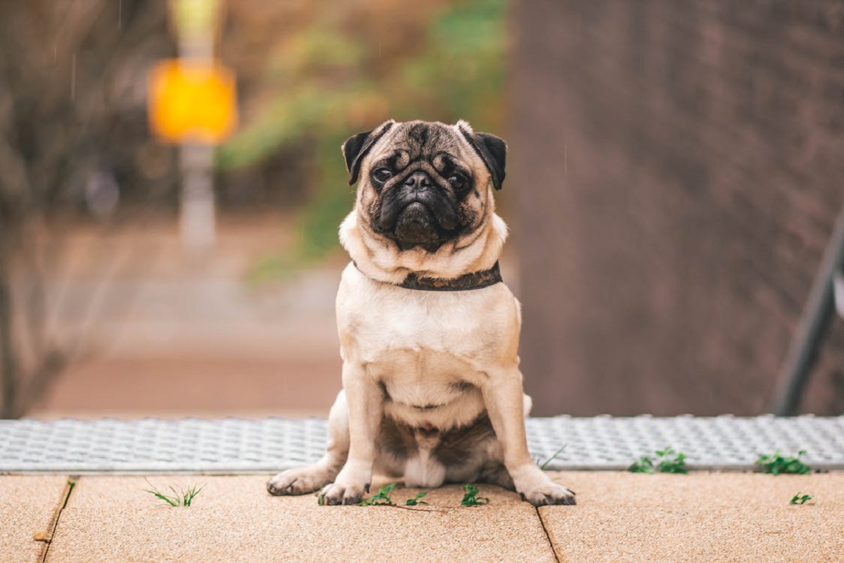 11 Calm Small Dog Breeds That Steal Hearts