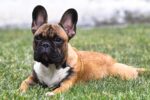 11 Calm Small Dog Breeds That Steal Hearts