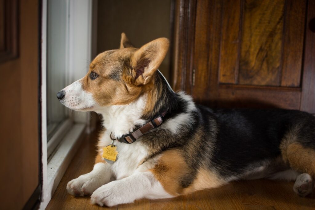 Are Corgis Good Family Dogs? Everything You Need To Know - Avesei.com