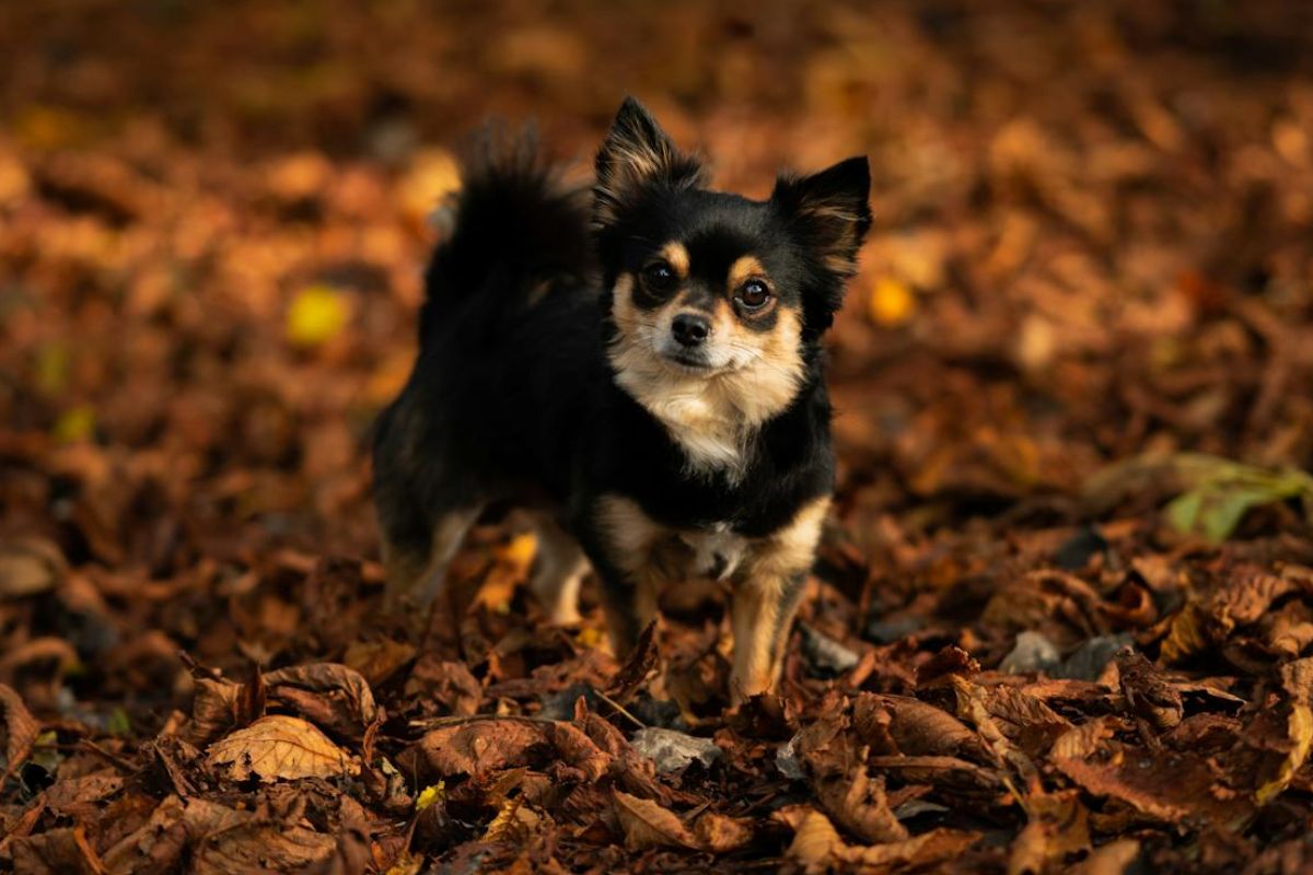 15 Healthiest Small Dog Breeds For Your Family