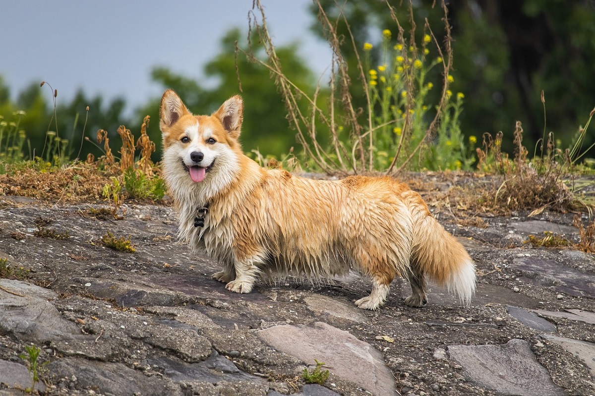 Are Corgis Good Family Dogs? Everything You Need To Know - Avesei.com