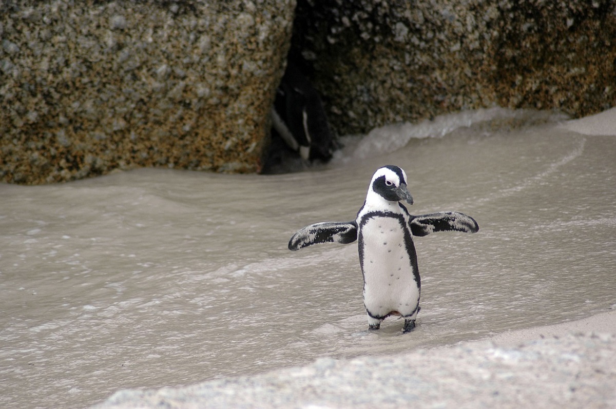 14 Types Of Penguins (With Pictures!) - Avesei.com