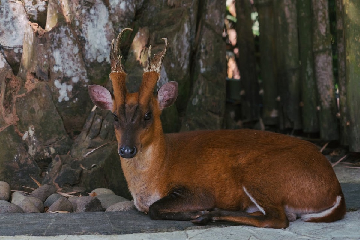 13 Types Of Deer And How To Tell The Difference - Tededer.com