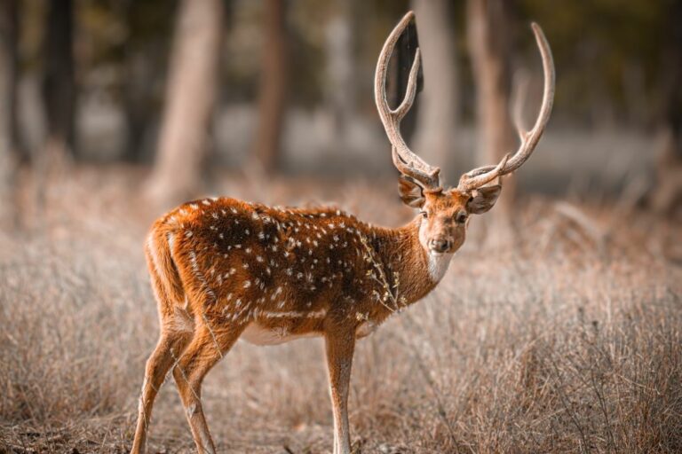 13 Types Of Deer And How To Tell The Difference - Tededer.com