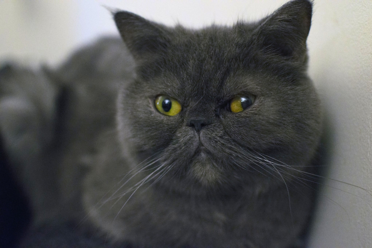 15 Black Cat Breeds For Good Luck - Avesei.com
