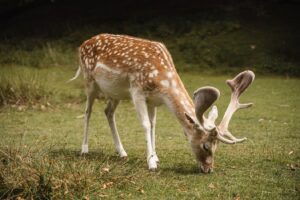 13 Types Of Deer And How To Tell The Difference - Tededer.com