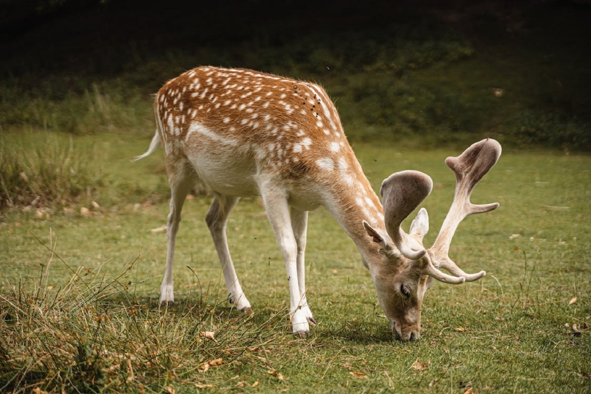 13 Types Of Deer And How To Tell The Difference - Ethawi.com
