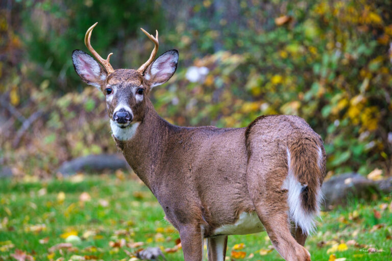 13 Types Of Deer And How To Tell The Difference - Tededer.com
