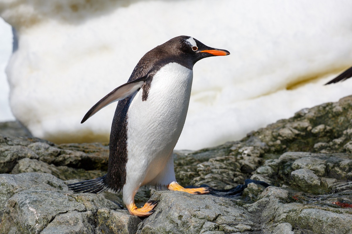 14 Types Of Penguins (With Pictures!) - Tededer.com