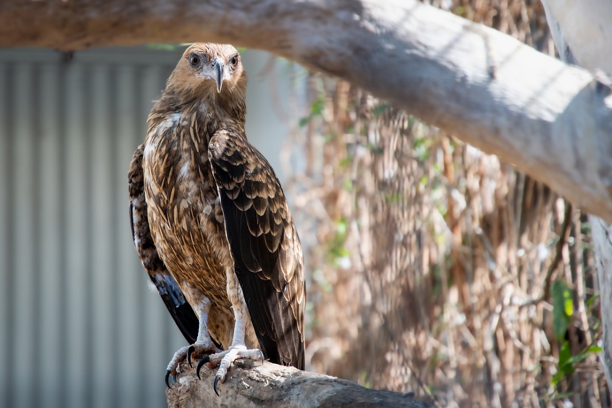 13 Different Types Of Eagles Present In The World - Avesei.com