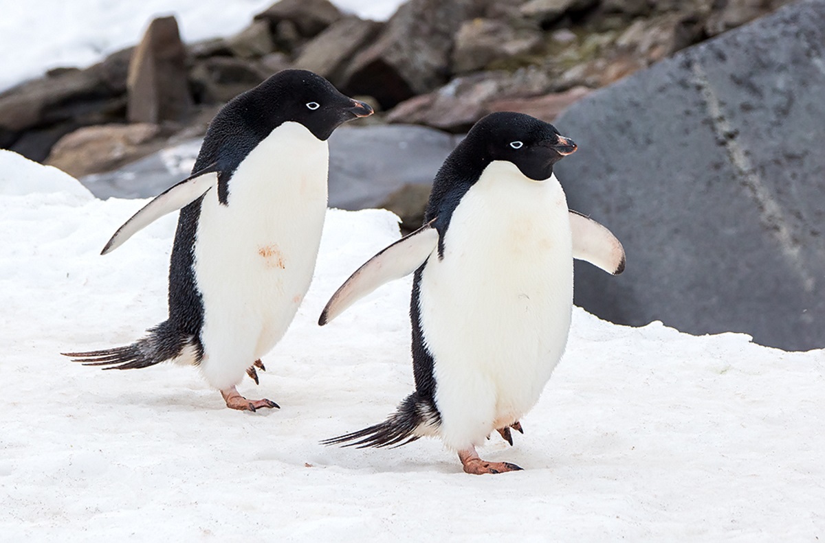 14 Types Of Penguins (With Pictures!) - Avesei.com