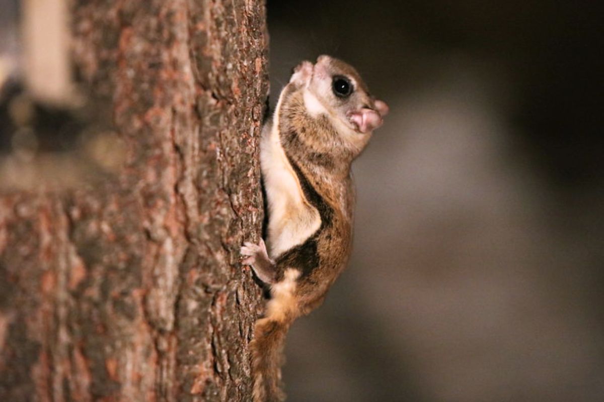 11 Different Types Of Squirrels - Avesei.com 11 Different Types Of Squirrels - Avesei.com
