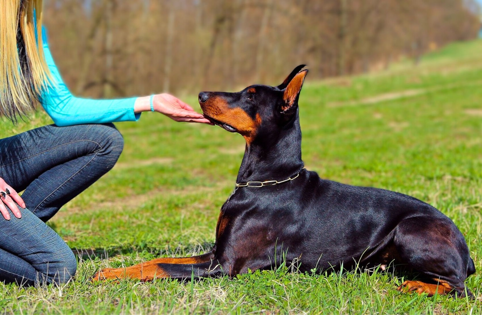 Are Dobermans Good Guard Dogs For Your Home? - Inhenocha.com