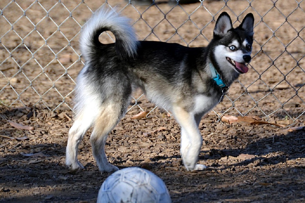 13 Dog Breeds That Look Like Foxes
