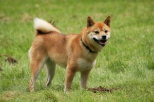 11 Dog Breeds That Are Closest To Wolves Genetically