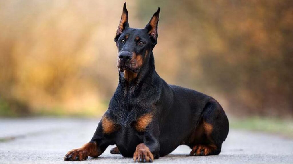 Top 7 Powerful Army Dog Breeds - Tededer.com