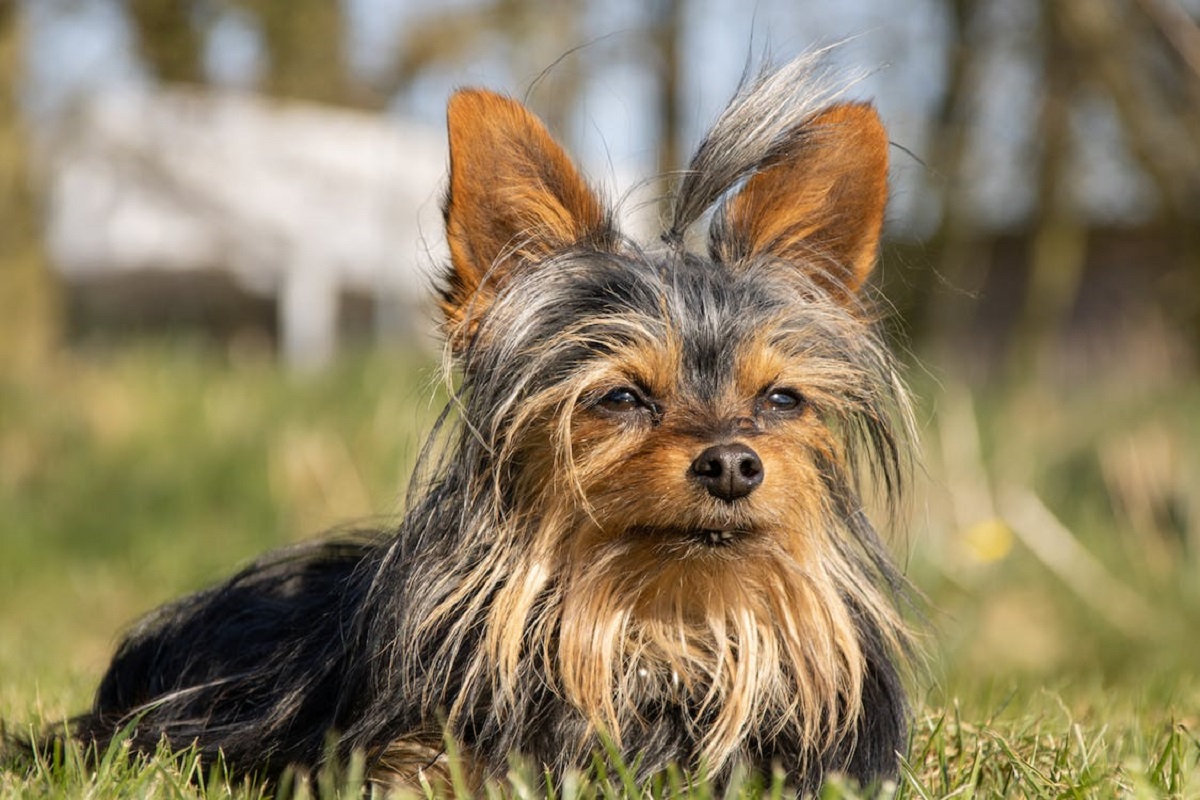 9 Best Dog Breeds With Beards