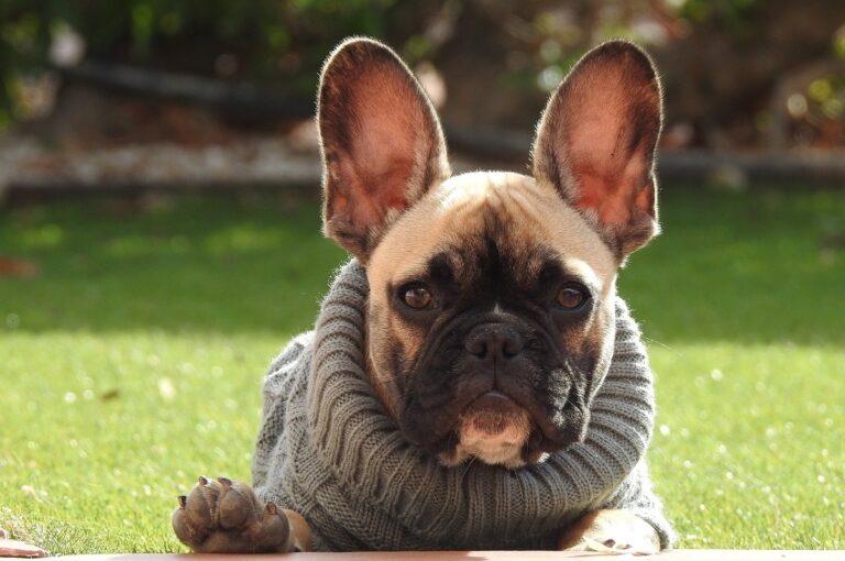 11 Dog Breeds With Big Ears (So Adorable!)