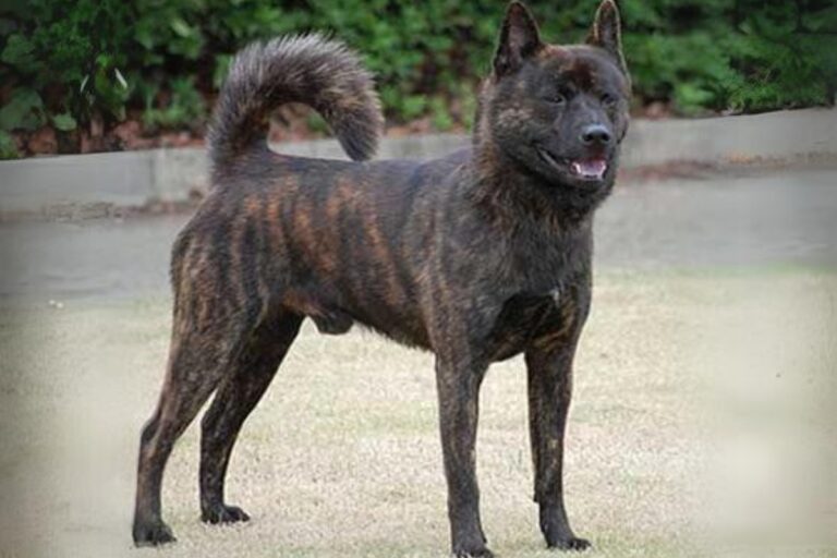 11 Dog Breeds With Blue Tongues