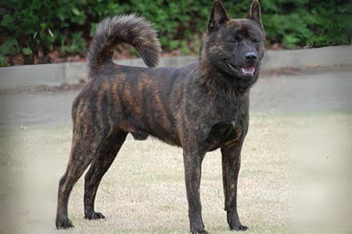 11 Dog Breeds With Blue Tongues