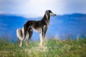 15 Long-Legged Dog Breeds With Big Hearts