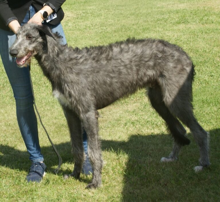 15 Long-Legged Dog Breeds With Big Hearts