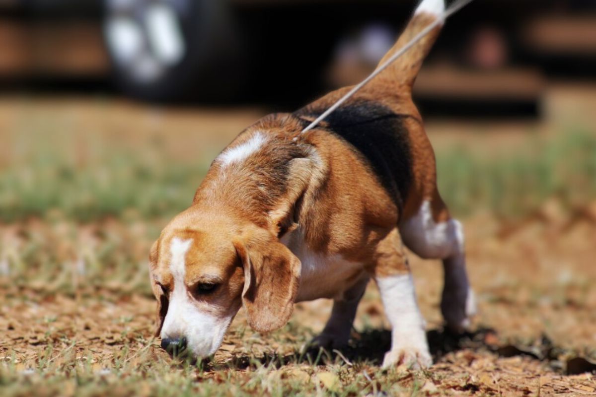 9 Best Tracking Dogs With Best Sense Of Smell
