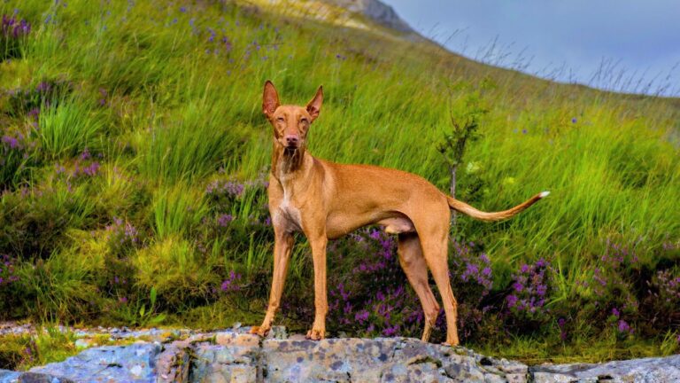15 Cute Dog Breeds With Pointy Ears