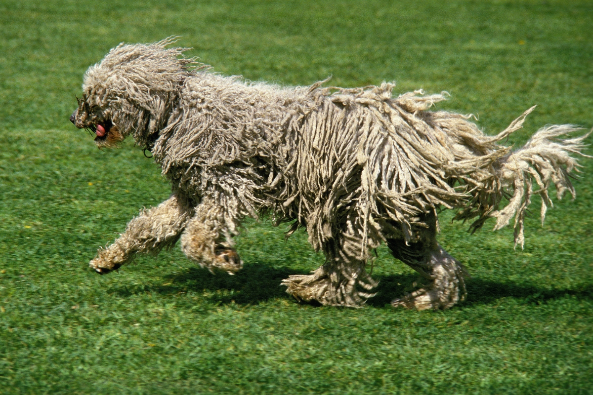 6 Dog Breeds With Dreadlocks - Avesei.com