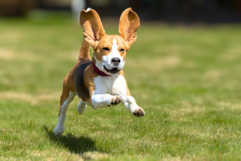 11 Dog Breeds With Big Ears (So Adorable!)