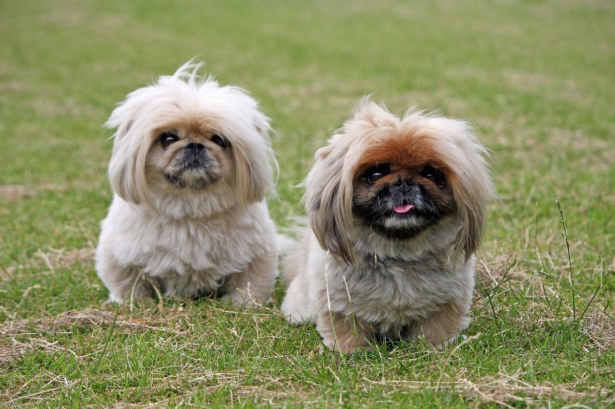 16 Flat-Faced Dog Breeds - Understanding Brachycephalic Breeds