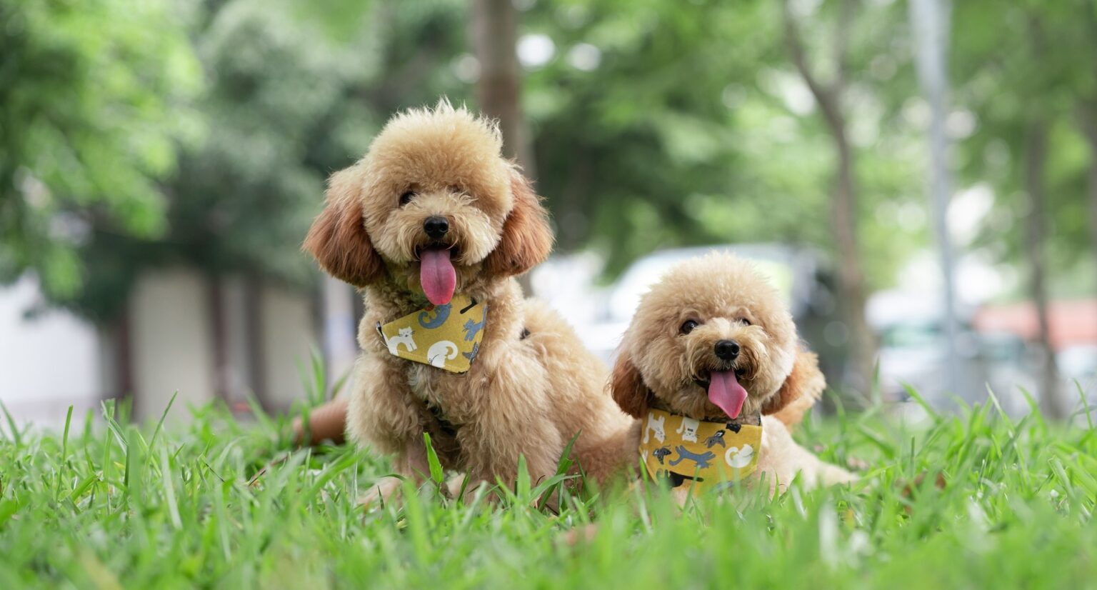 19 Dog Breeds That Stay Small Forever