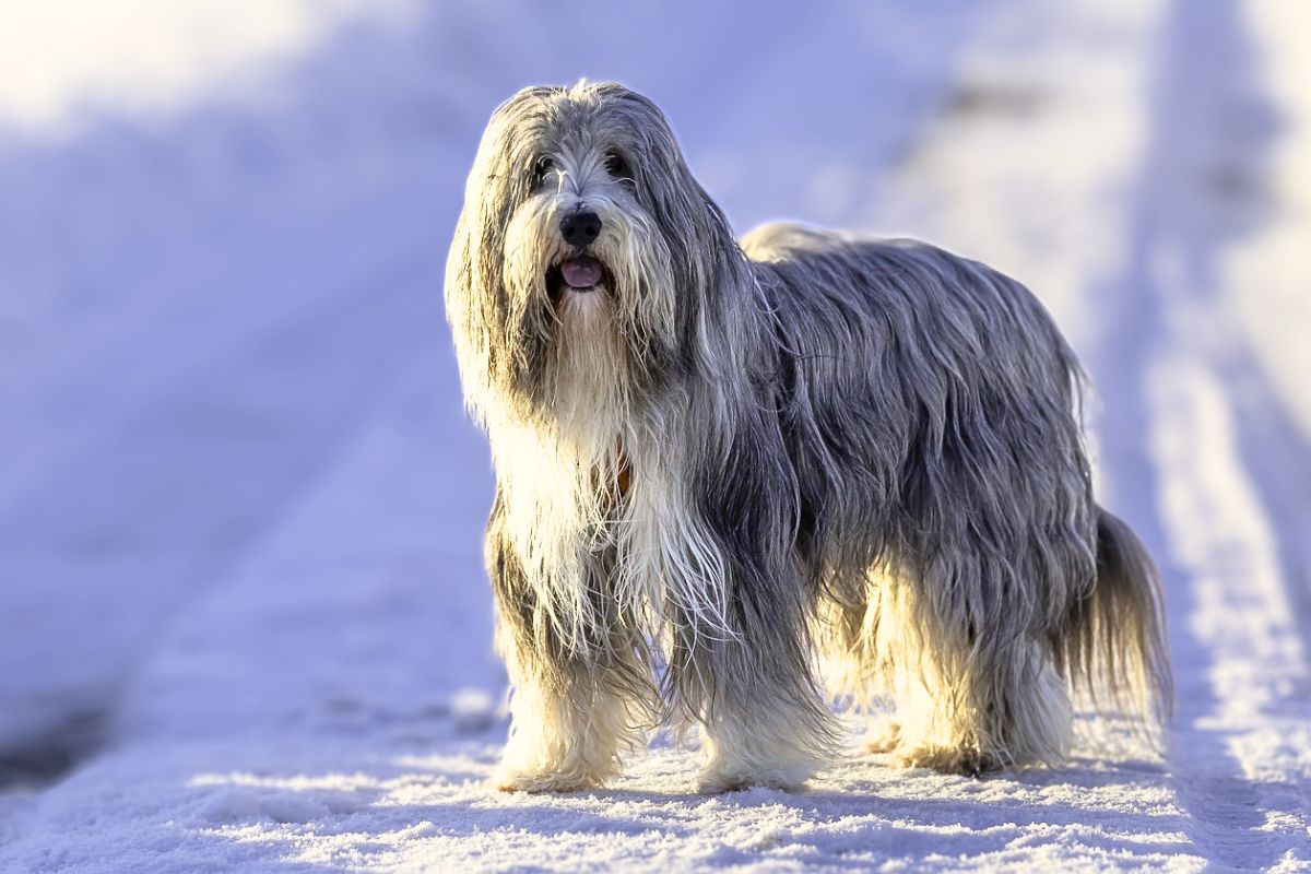 9 Best Dog Breeds With Beards