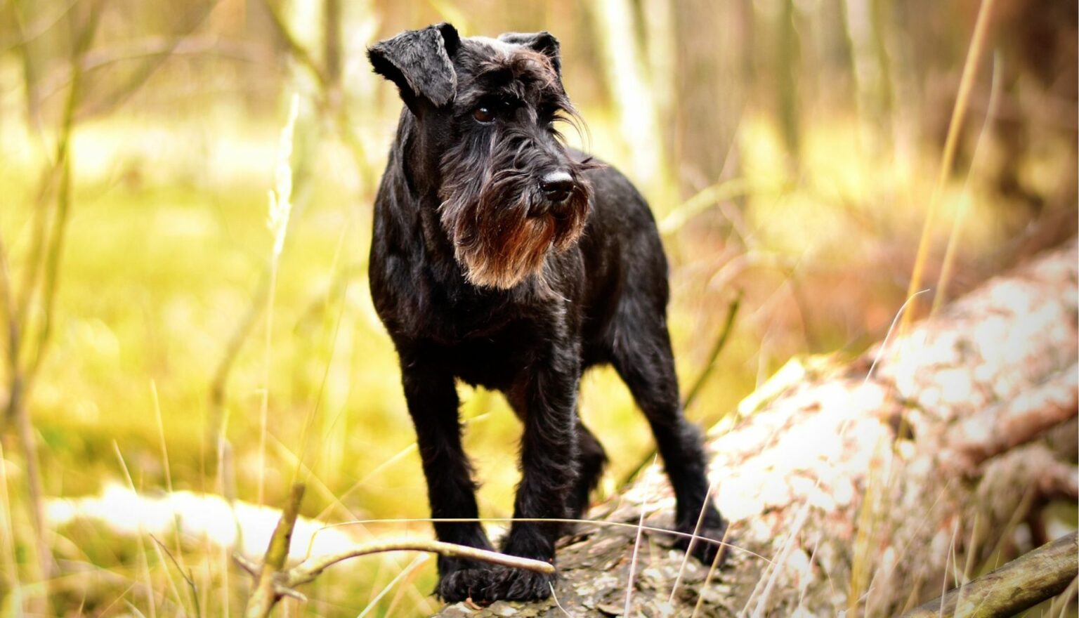 9 Best Dog Breeds With Beards
