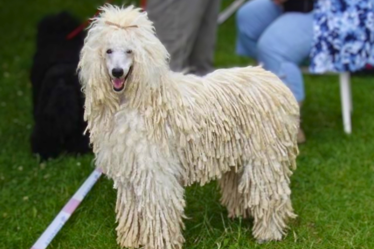 6 Dog Breeds With Dreadlocks - Ethawi.com