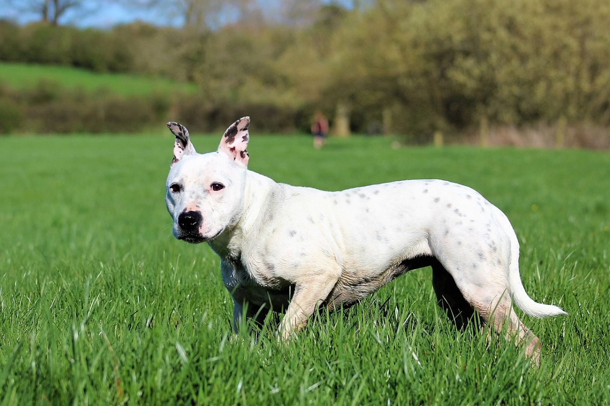 21 Spotted Dog Breeds And What Makes Them Special