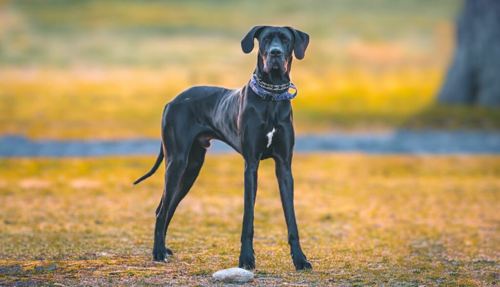 15 Long-Legged Dog Breeds With Big Hearts