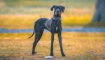 15 Long-Legged Dog Breeds With Big Hearts