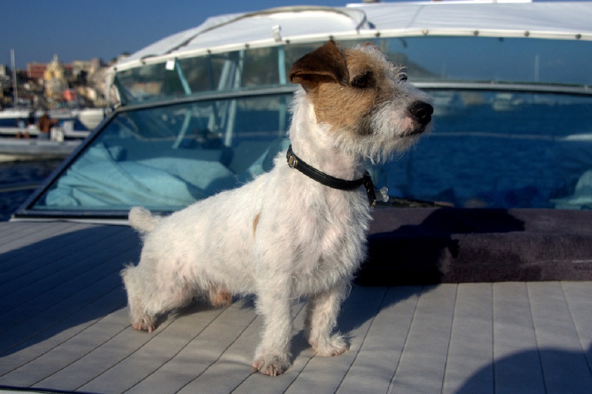 9 Best Dog Breeds With Beards