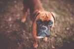 16 Flat-Faced Dog Breeds - Understanding Brachycephalic Breeds