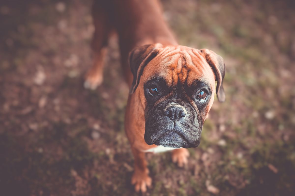 16 Flat-Faced Dog Breeds - Understanding Brachycephalic Breeds