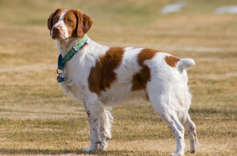 21 Spotted Dog Breeds And What Makes Them Special