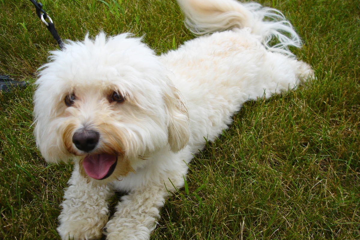 6 Dog Breeds With Dreadlocks - Ethawi.com