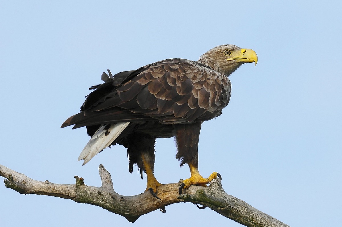 13 Different Types Of Eagles Present In The World - Avesei.com